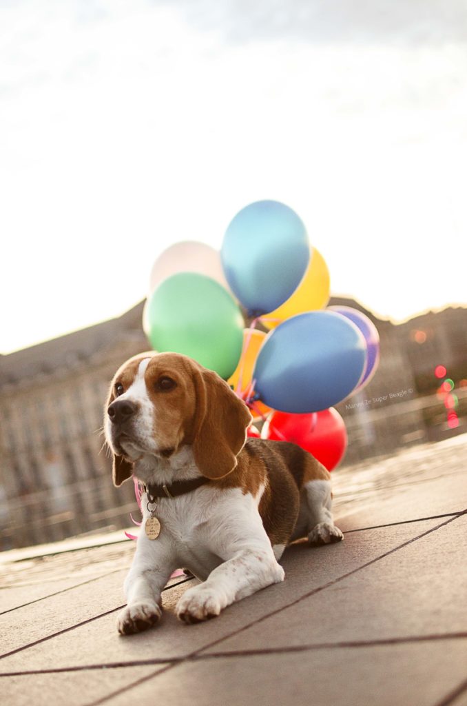 Marvel Ze Super Beagle - La Gamelle