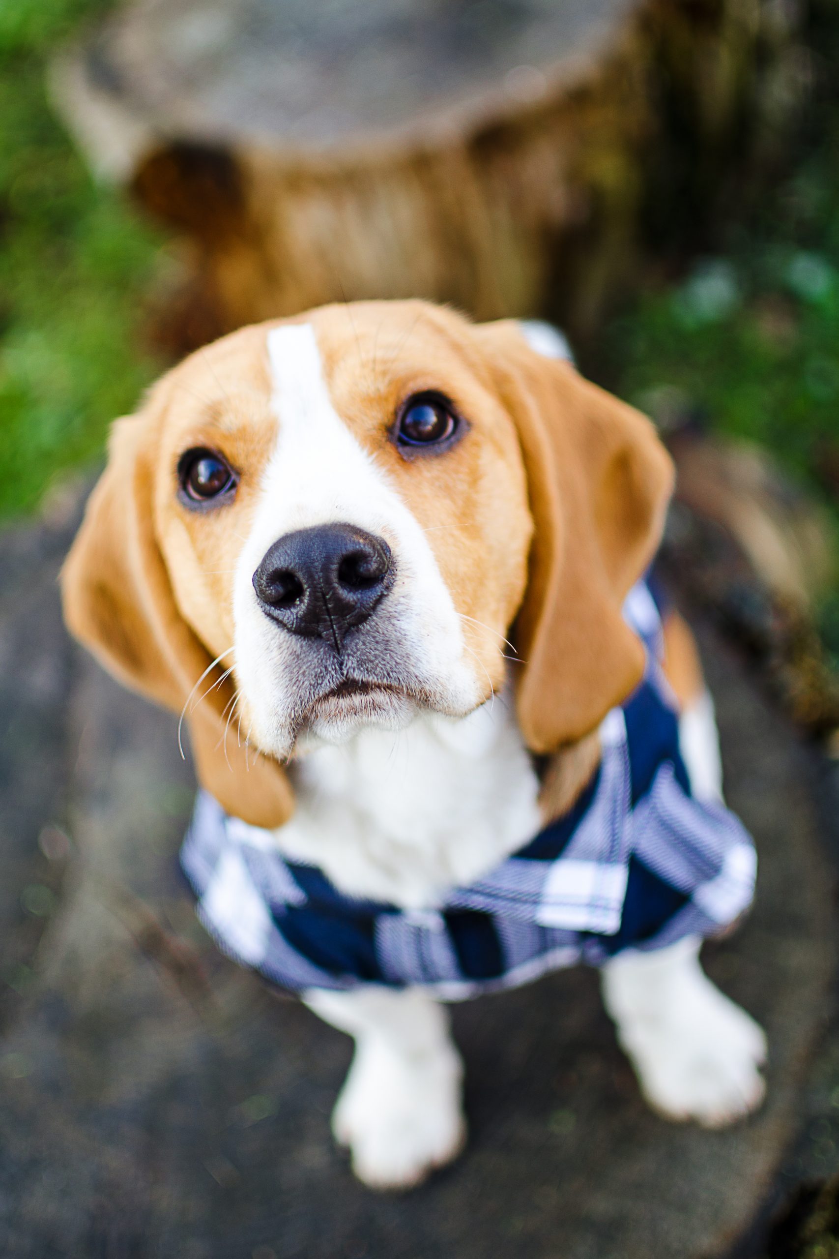 Marvel Ze Super Beagle - La Gamelle