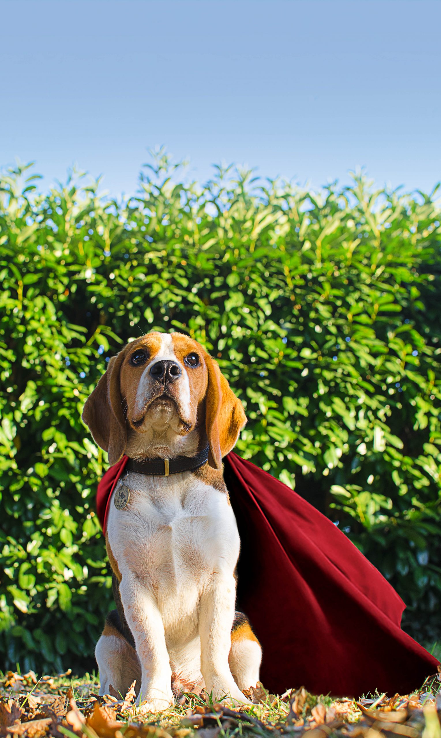 Marvel Ze Super Beagle - La Gamelle